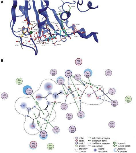 Mfn2 Gtp Binding Site And Interactions A 3d Structure Of Gtpase Download Scientific Diagram