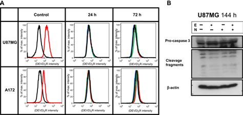 Apoptosis Induced By The Combined Treatment With Erlotinib And Nsc23766