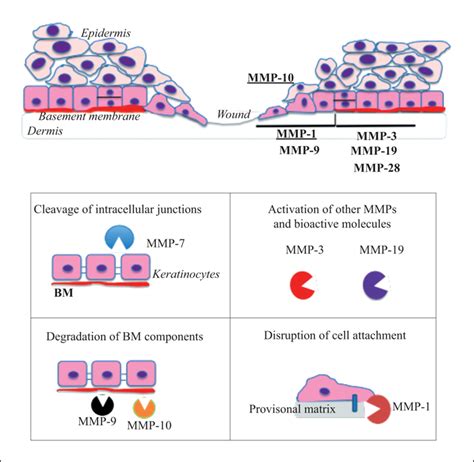Epithelialization