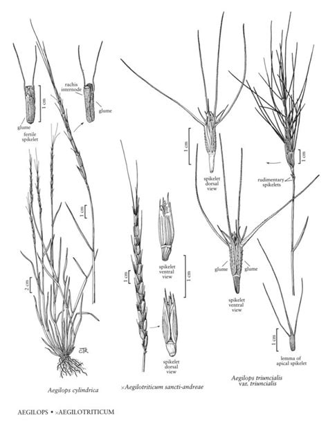 Aegilops Cylindrica Fna
