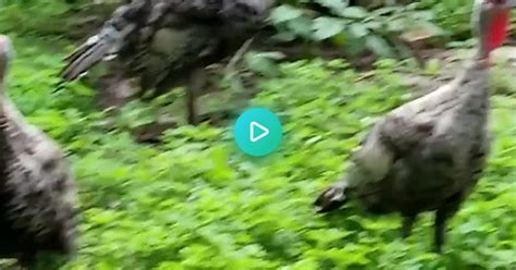 Thunder Chicken Album On Imgur