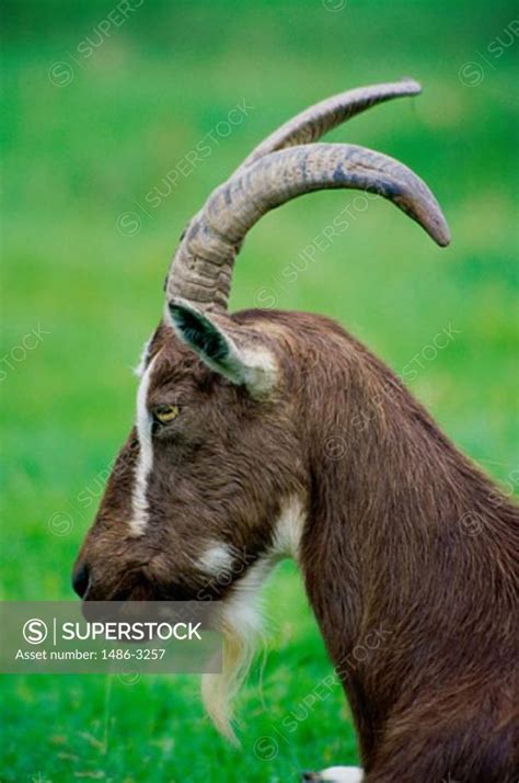 Goat Face Side View