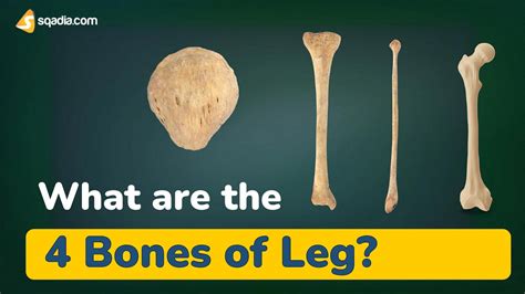 What Are The 4 Bones Of Leg