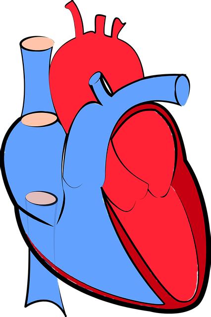 Oltre 20000 Illustrazioni Cuore Umano And Cuore Gratis Pixabay
