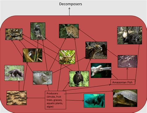 Food Web Tropical Rainforest