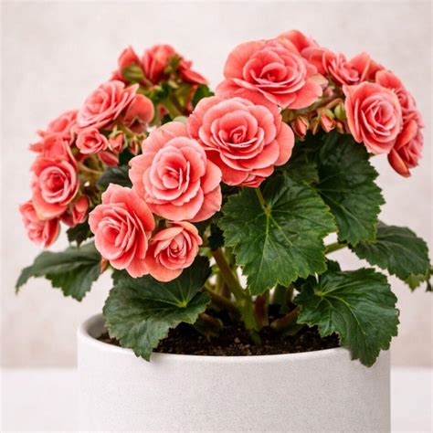 Begonia Elatior Begonia De Flor Garden Paradelo