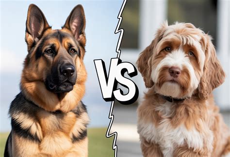 German Shepherd Vs Cockapoo Full Breed Comparison Of Temperament Size And Care