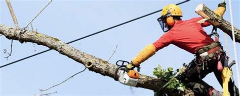 Utility Tree Trimming My Wordpress