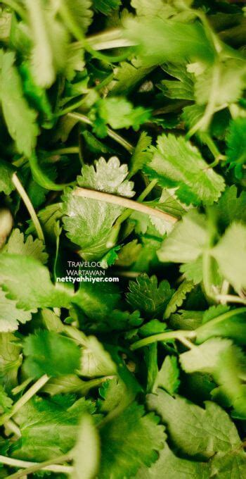 Daun Ketumbar 3 Kegunaan Dalam Masakan Terbukti Ada Manfaat