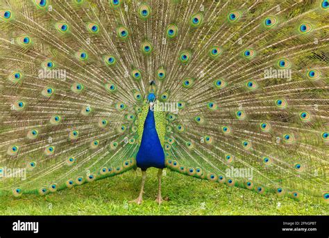 Blue Male Peacock Displaying His Colourful Tail Feathers With
