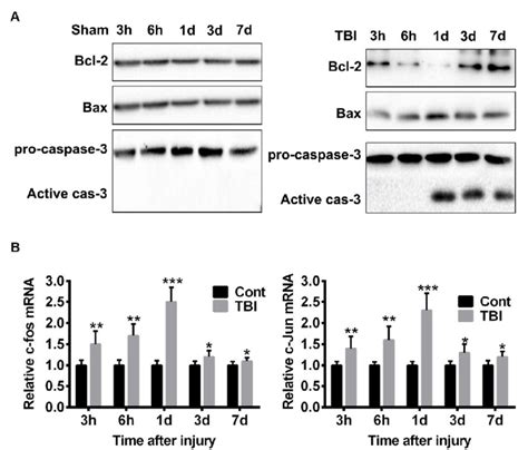 Tbi Induces The Activation Of Mitochondria Apoptosis Pathway A