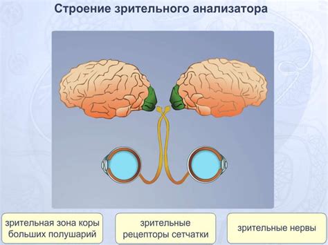Зрительный анализатор Строение и функции глаза презентация онлайн
