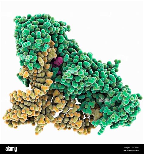 Glutaminyl Trna Synthetase Protein Molecule Molecular Model Showing
