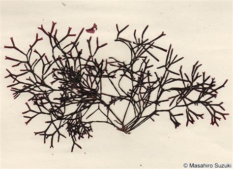 マタボウ Polyopes Polyideoides