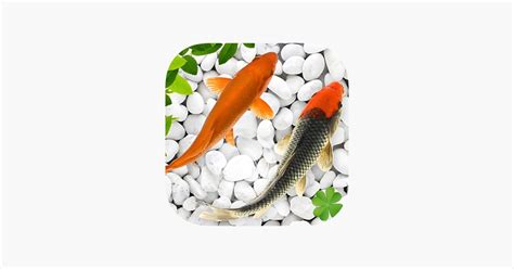 ‎app Koi Pond Fish Live Aquarium App Store