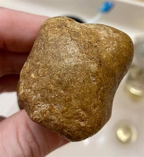 ID Help Fossil ID The Fossil Forum ID Help Fossil ID The Fossil Forum