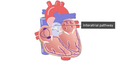 The Electrical Conduction System Of The Heart Getbodysmart