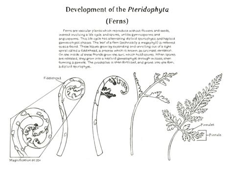 Biological Illustration By Amanda Otten At