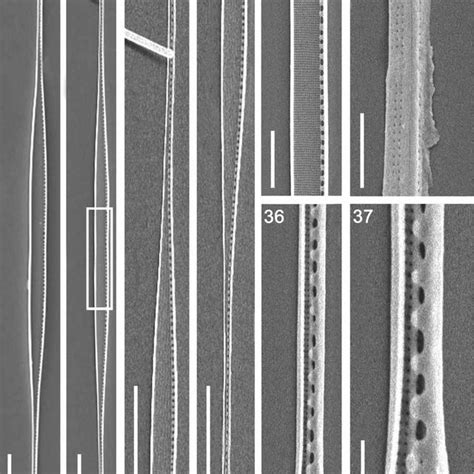 Nitzschia Kavirondoensis Sp Nov Sem Type Material Figs 20 22 26 Download Scientific