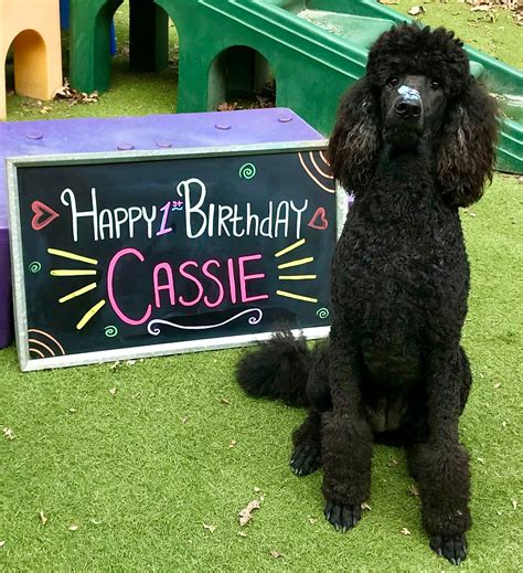 Happy Birthday Action Pack Dog Center Round Rock