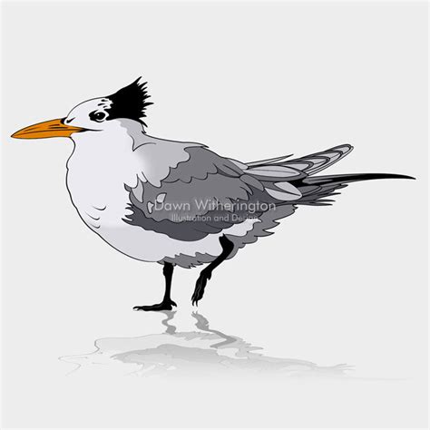 Royal Tern Drawnbydawn