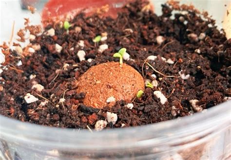 스위트 바질 키우기 화분 세트 씨앗 물주기 심기 새싹 돋아났다 네이버 블로그