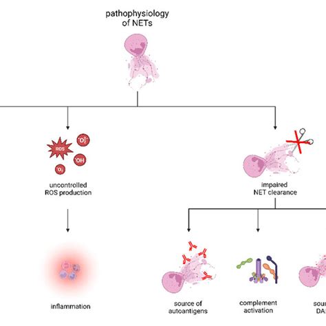 Under Inflammation Bone Marrow Bm Neutrophils Are Produced In Large