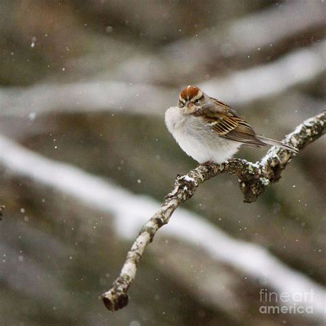 Grumpy Bird X1 Photograph By Sherry Bowen Fine Art America