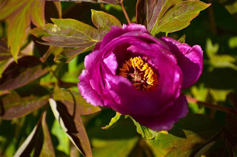 3000 무료 모란 And 꽃 이미지 Pixabay