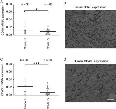 Cd40cd40l Gene Expression And Immunohistochemistry In Glioma Tissues