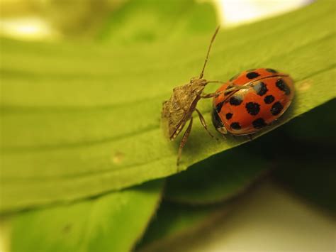 Ladybug Insect Beetle Free Photo On Pixabay Pixabay