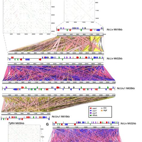 Comparative Analysis Of Mitochondrial Genome Structures And Annotations Download Scientific