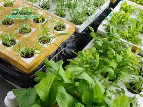 Tư Vấn Cách Trồng Rau Thủy Canh đơn Giản Ngay Tại Nhà