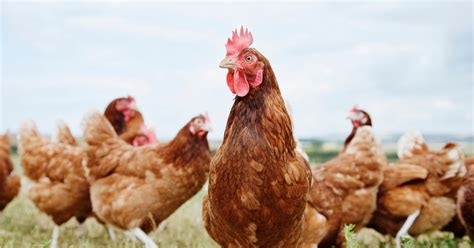 Bird Flu Breakthrough Amidst Pandemic Fears Archyde