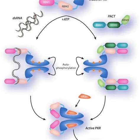 PDF Structure And Function Of The Protein Kinase R Curr Top