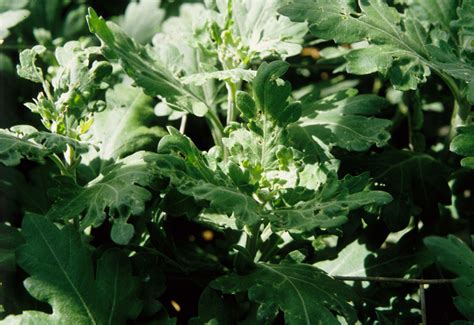 Managing The Lygus Bug In Greenhouse Crops Ontario Ca