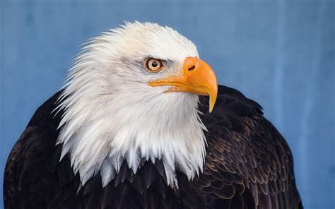 Aigle Pygargue À Queue Blanche Photo Gratuite Sur Pixabay