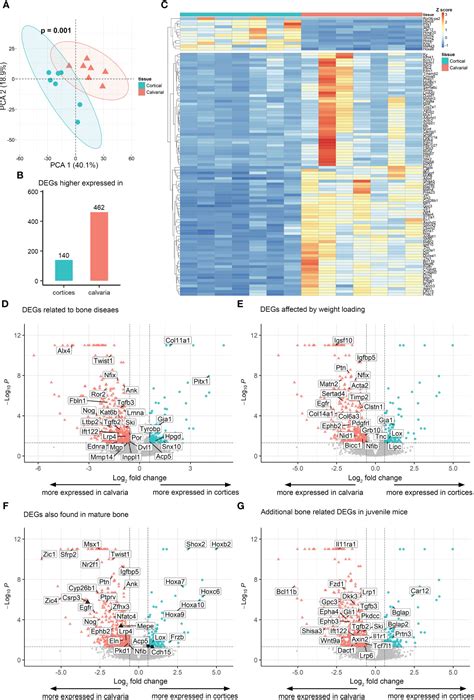 Frontiers Differential Gene Expression In The Calvarial And Cortical