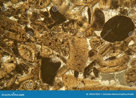 Thin Section Of Miocene Limestone Under The Microscope Royalty Free