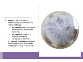 Clasehongosmicrobiologia Lv 2025pptxd Pptx