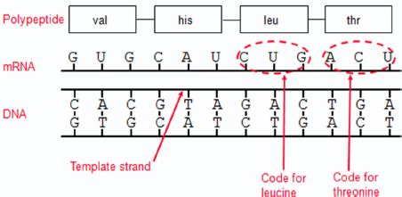 Translation Process From DNA To RNA Protein Download Scientific Diagram