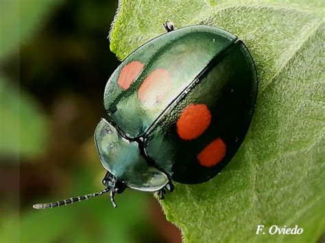 Stolas Lebasii Ecos Del Bosque
