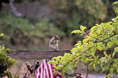 How To Get Rid Of Squirrels In The Attic Shop Room Ideas
