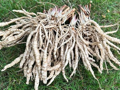 20 Unique Vegetables Youve Probably Never Tried Growing