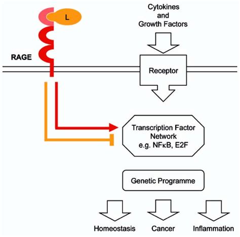 model of physiological and pathological functions of rage signaling