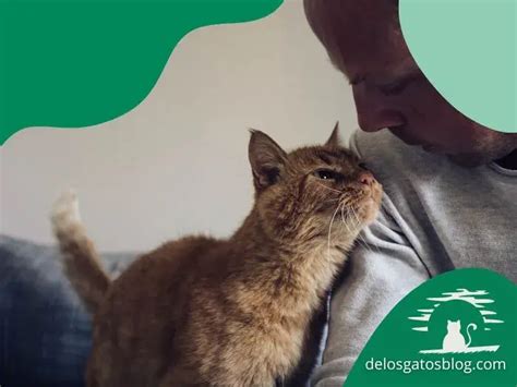 ¿tu Gato Puede Reconocer Tu Cara Que Dice La Ciencia