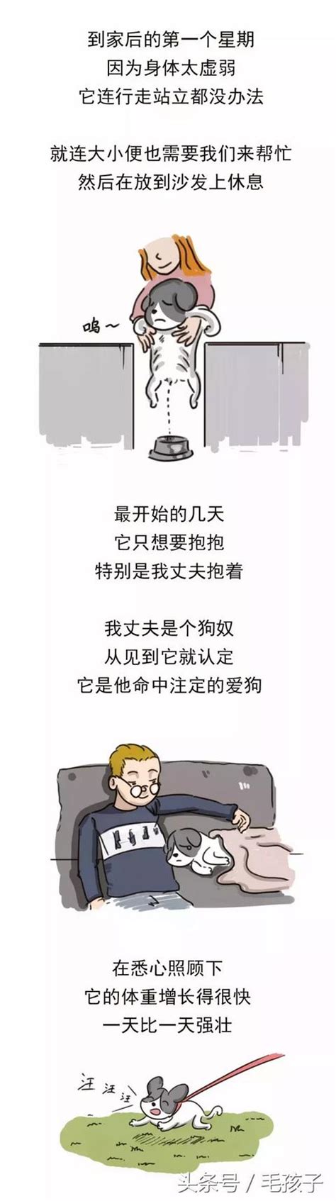 浪狗被收養後，醫生卻說狗狗活不過今晚 每日頭條