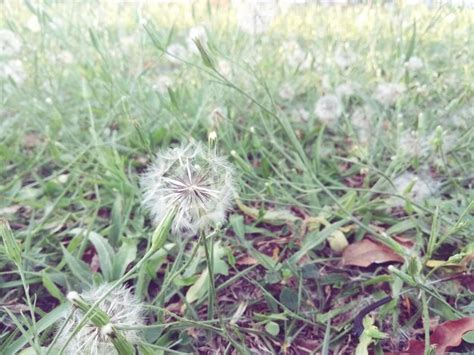 Premium Photo Dandelion In Grass