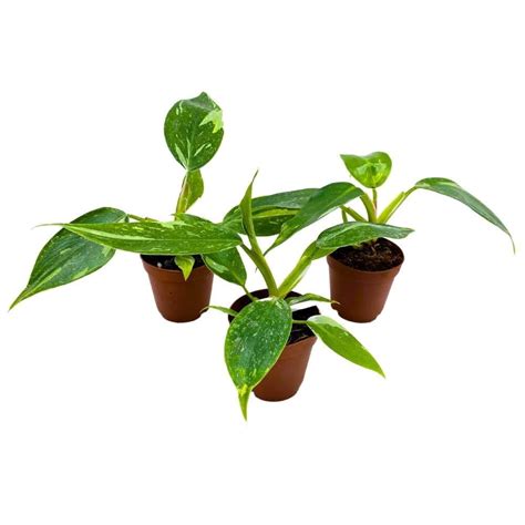 Philodendron White Princess 2 Inch Set Of 3 Variegated Philo Tiny