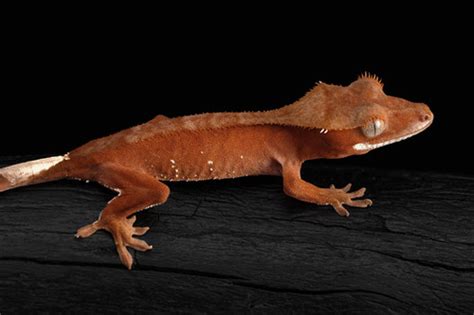 Red With White Portholes Crested Gecko Fringemorphs